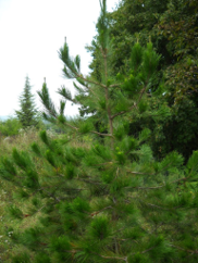 Pino Greggi (Pinus greggii) :: Treemex